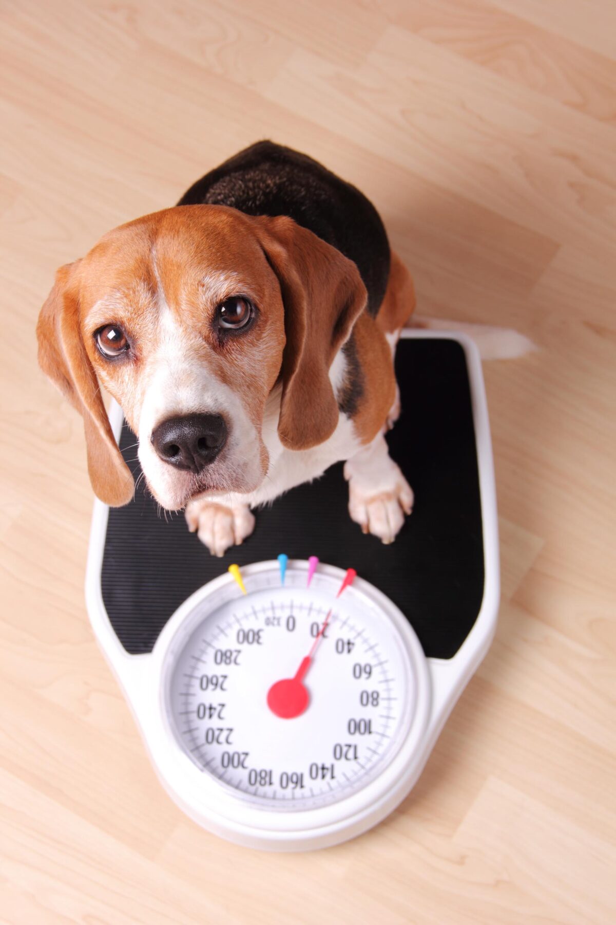 Confronting the Pet Obesity Crisis: Strategies for Healthy Weight ...